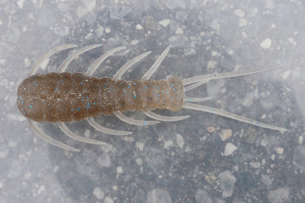 裏OKaTV春その2 | 釣りの総合動画サイト「Vish（ヴィッシュ）」