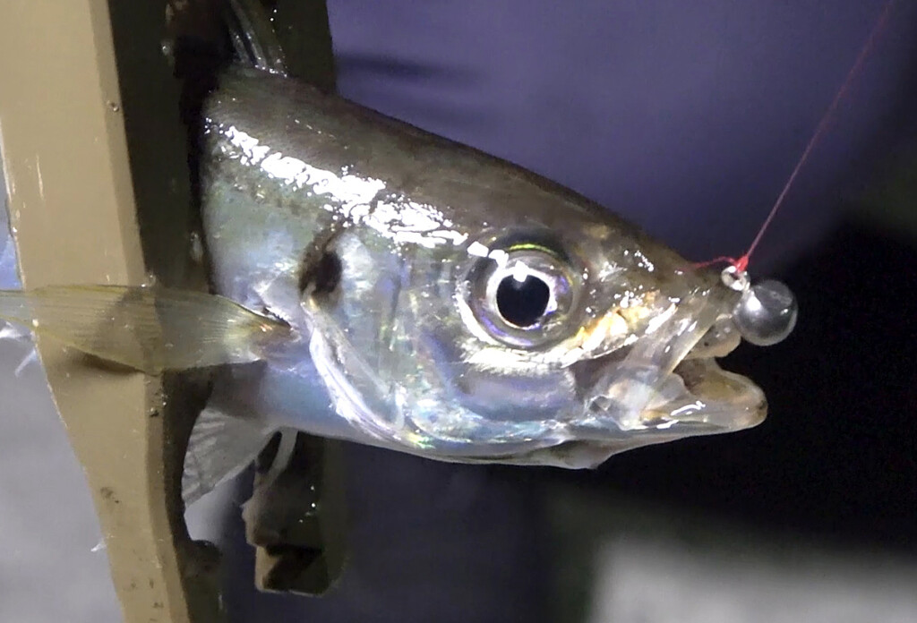 トミー敦のあじすた！vol.12 「ワームローテで調べるパターン探し」 | 釣りの総合動画サイト「Vish（ヴィッシュ）」